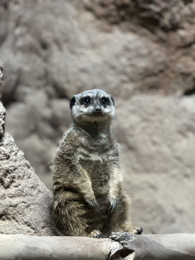 WILDLIFE WORLD ZOO, AQUARIUM & SAFARI PARK - Updated October 2024 ...