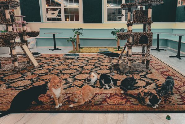 CAT DADDY CAT CAFE - Updated December 2025 - 30 Photos - 2533 US-176, Columbia, South Carolina ...