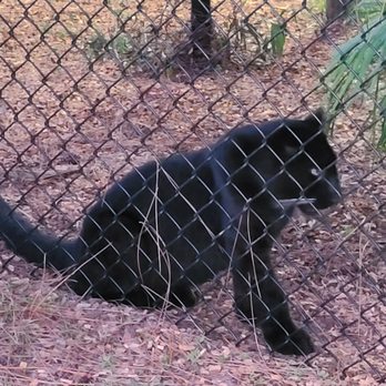 PANTHER RIDGE CONSERVATION CENTER - Updated May 2024 - 300 Photos & 116 ...