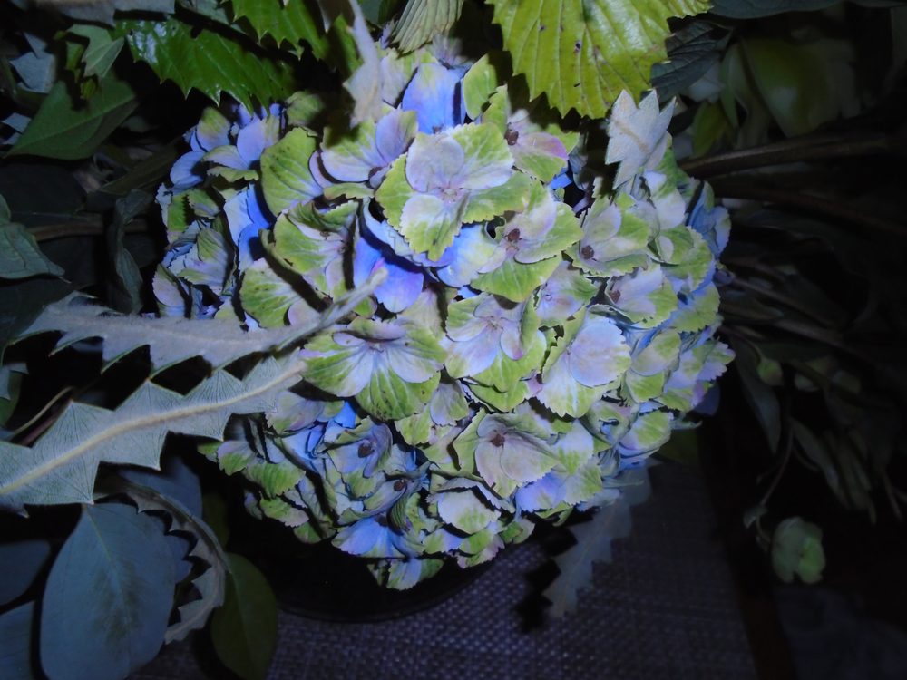 ROGER BECK FLORIST - Updated August 2025 - 44 Photos & 32 Reviews ...