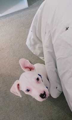 PAWSAFE ANIMAL RESCUE - Updated July 2025 - 17 Photos & 11 Reviews ...