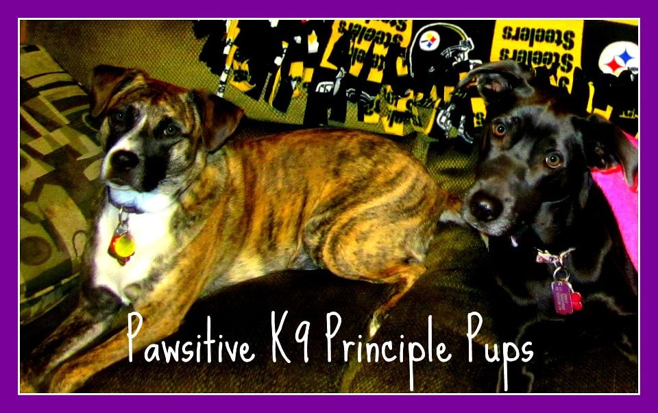 PAWSITIVE K9 PRINCIPLES - Updated April 2024 - Hampton Roads, Hampton ...