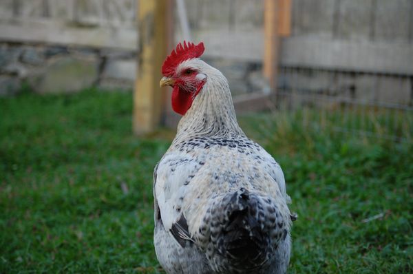 MOYER’S CHICKS - Updated December 2025 - 27 Photos & 12 Reviews - 266 E ...