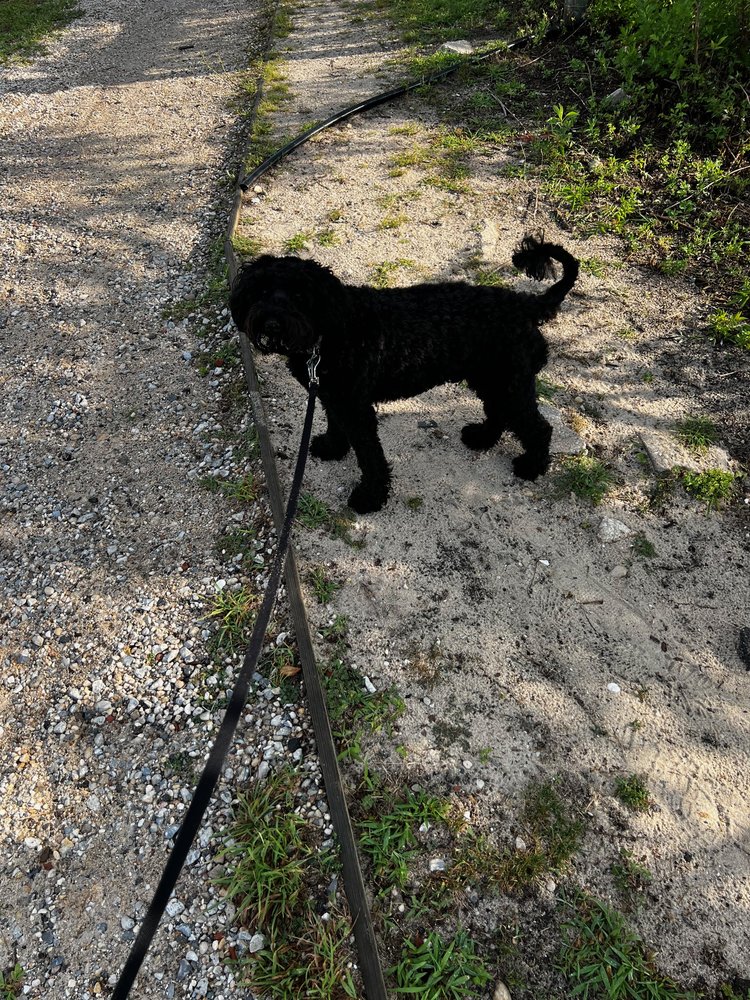 DOG TOWN NY - Updated October 2025 - 87 Photos & 18 Reviews - 40385 ...