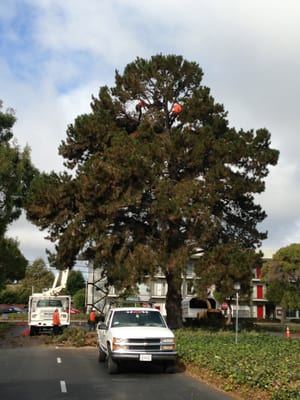 CAL TREE CARE - Updated December 2025 - 69 Photos & 173 Reviews ...