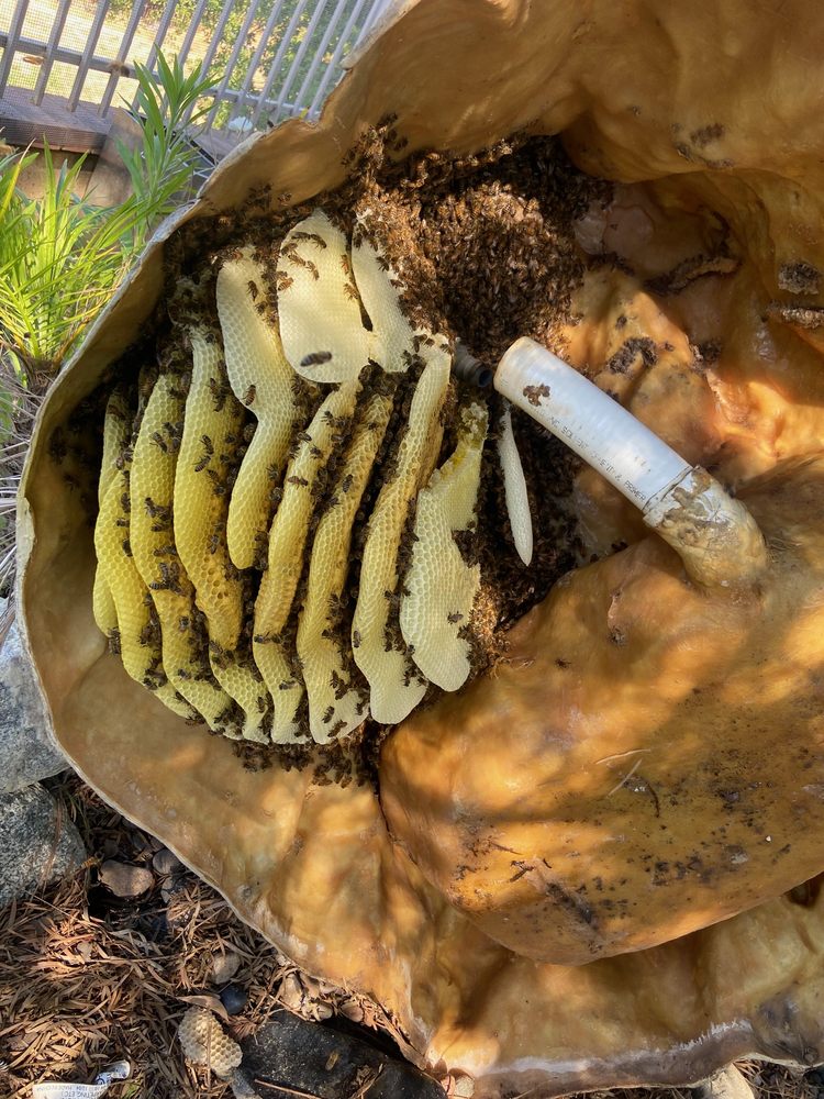 PRO BEE RESCUE - Updated August 2025 - 15 Photos - Agoura Hills ...