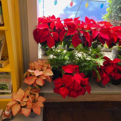 THE HAPPY SEED - Updated January 2026 - 11 Photos - 3659 Riva Rd ...