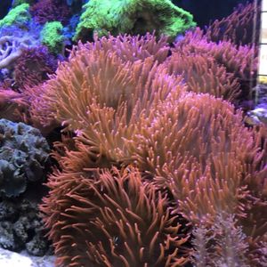 ZOO SAFARI USA - Updated June 2025 - 5301 Earbob Rd, Locust Grove ...