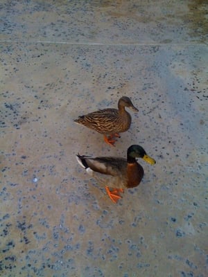 THE DUCK INN - Updated January 2026 - 15225 W Wadsworth Rd, Wadsworth ...