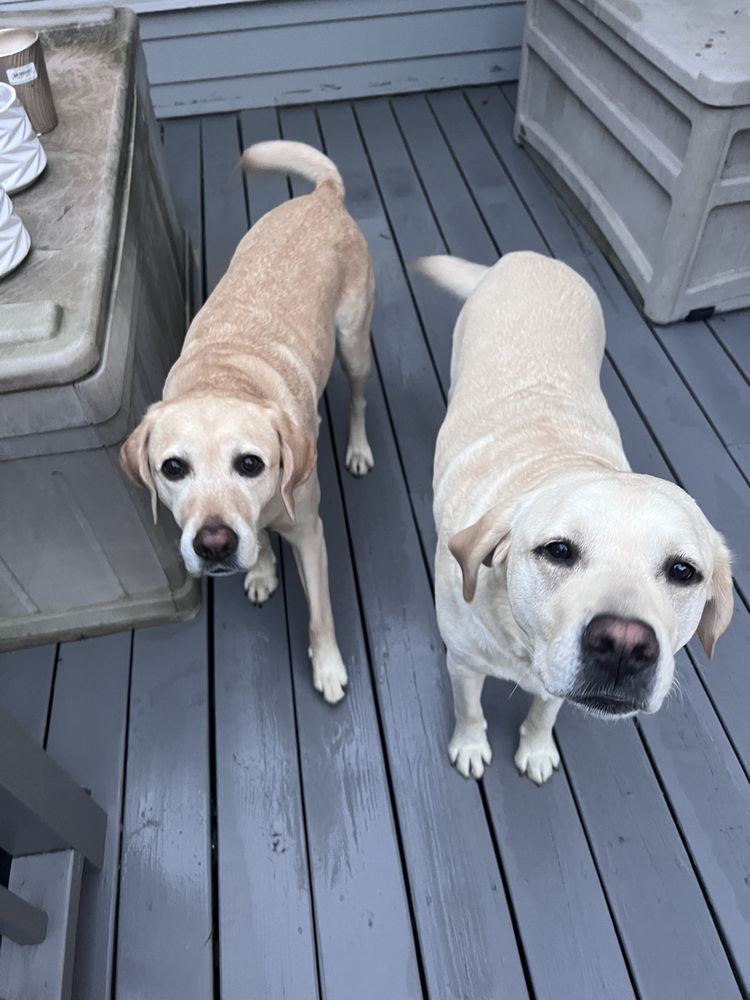 MADISON SPAW - Updated August 2024 - Norwalk, Connecticut - Dog Walkers ...