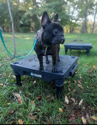 MAGNUM K9 PETS - Updated June 2026 - Request Consultation - 16 Photos ...