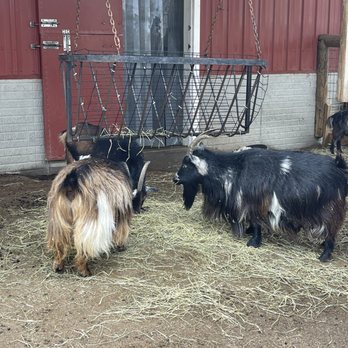 BLANK PARK ZOO - Updated October 2025 - 344 Photos & 85 Reviews - 7401 ...