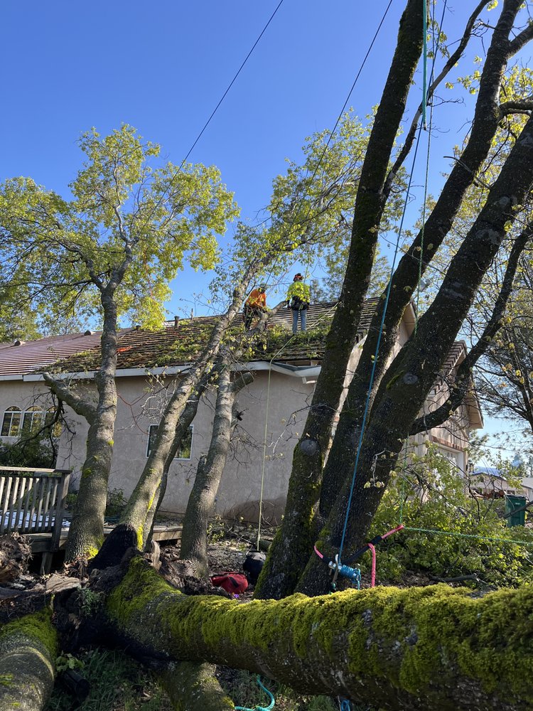 SIERRA VIEW TREE SERVICE - Updated December 2025 - 24 Photos - North ...