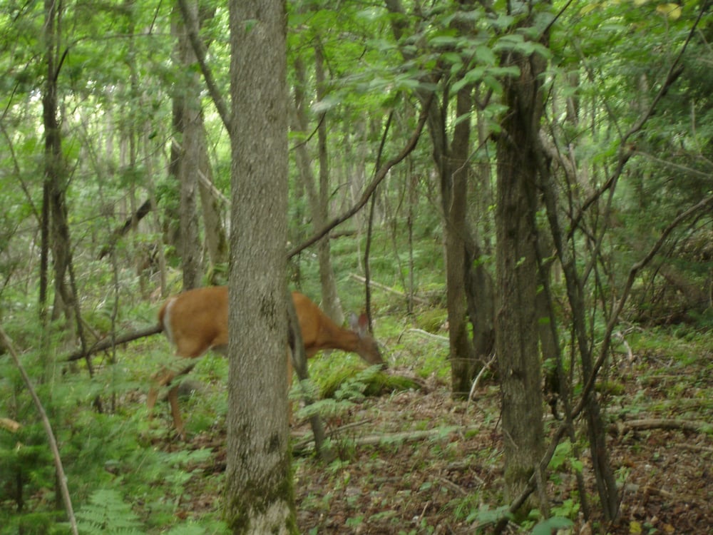RESTOULE PROVINCIAL PARK - Parks - Restoule, ON - Phone Number - Yelp
