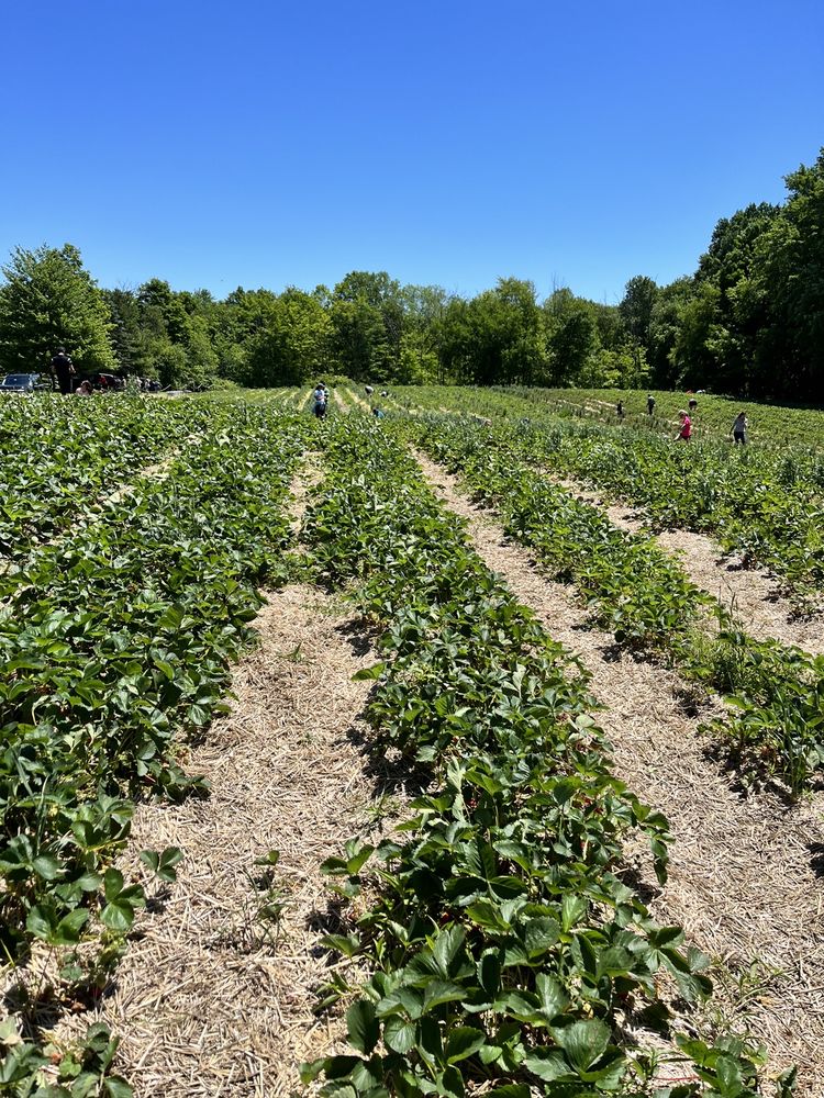 PATTERSON FRUIT FARM - MULBERRY LOCATION - Updated December 2025 - 28 ...