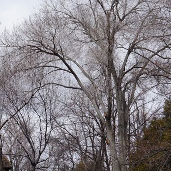 ELEVATED TREE EXPERTS - Updated June 2025 - 23 Photos - 10683 Chickwick ...