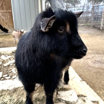 HOUSTON INTERACTIVE AQUARIUM AND ANIMAL ADVENTURE - Updated January ...