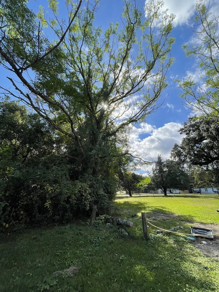 LEPRECHAUN TREE - Updated October 2025 - 16 Photos - 2813 Le Cren St ...