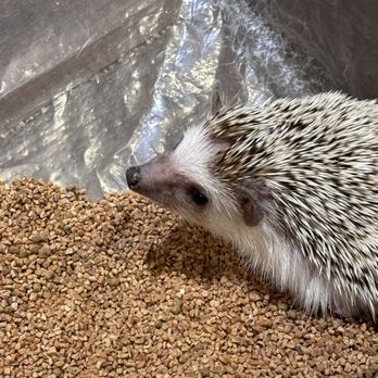 HEDGEHOG CAFE HARRY HARAJUKU - Updated May 2026 - 514 Photos & 80 ...