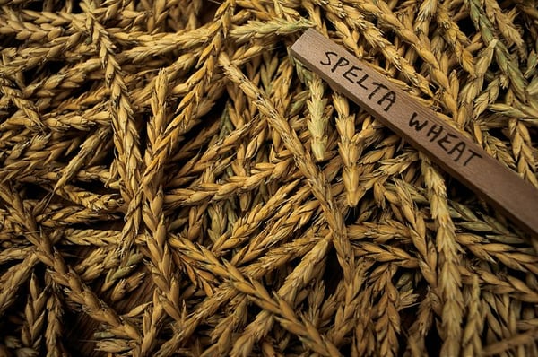 SALT SPRING SEEDS - Updated February 2025 - 18 Photos - Box 444, Ganges ...