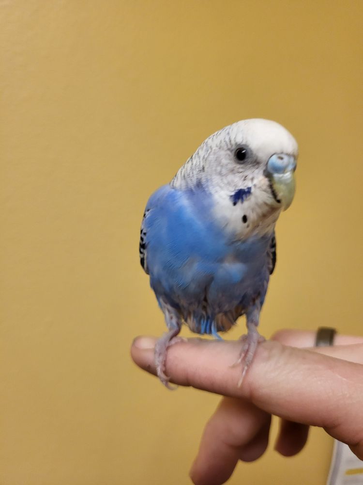 APEX ANIMAL HOSPITAL - Updated December 2025 - 29 Reviews - 4195 N ...