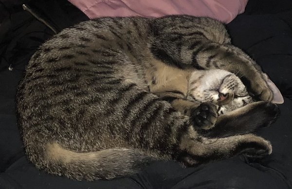 PAWS ATLANTA - Updated February 2025 - 84 Photos & 53 Reviews - 5287 ...