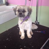 PAW RESCUE - Updated August 2025 - 405 Park Avenue E, Chatham, Ontario ...