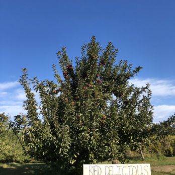 WINDY HILL ORCHARD - Updated November 2025 - 53 Photos & 14 Reviews ...