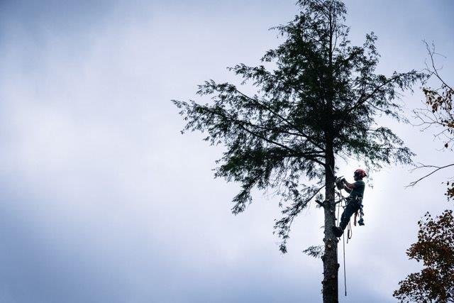 ARBORSCAPE - Updated October 2025 - PO Box 213, South Pomfret, Vermont ...