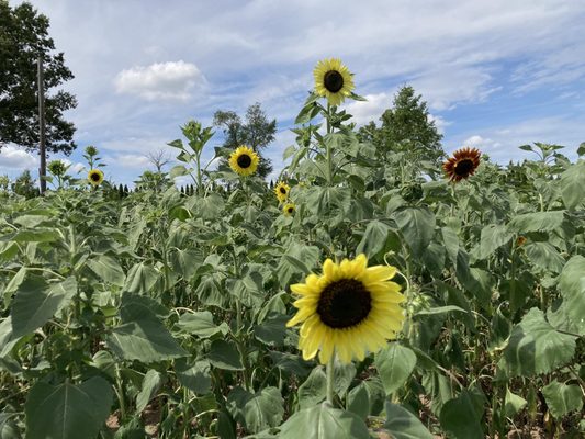 MERRYMEAD FARM - Updated December 2025 - 190 Photos & 203 Reviews ...