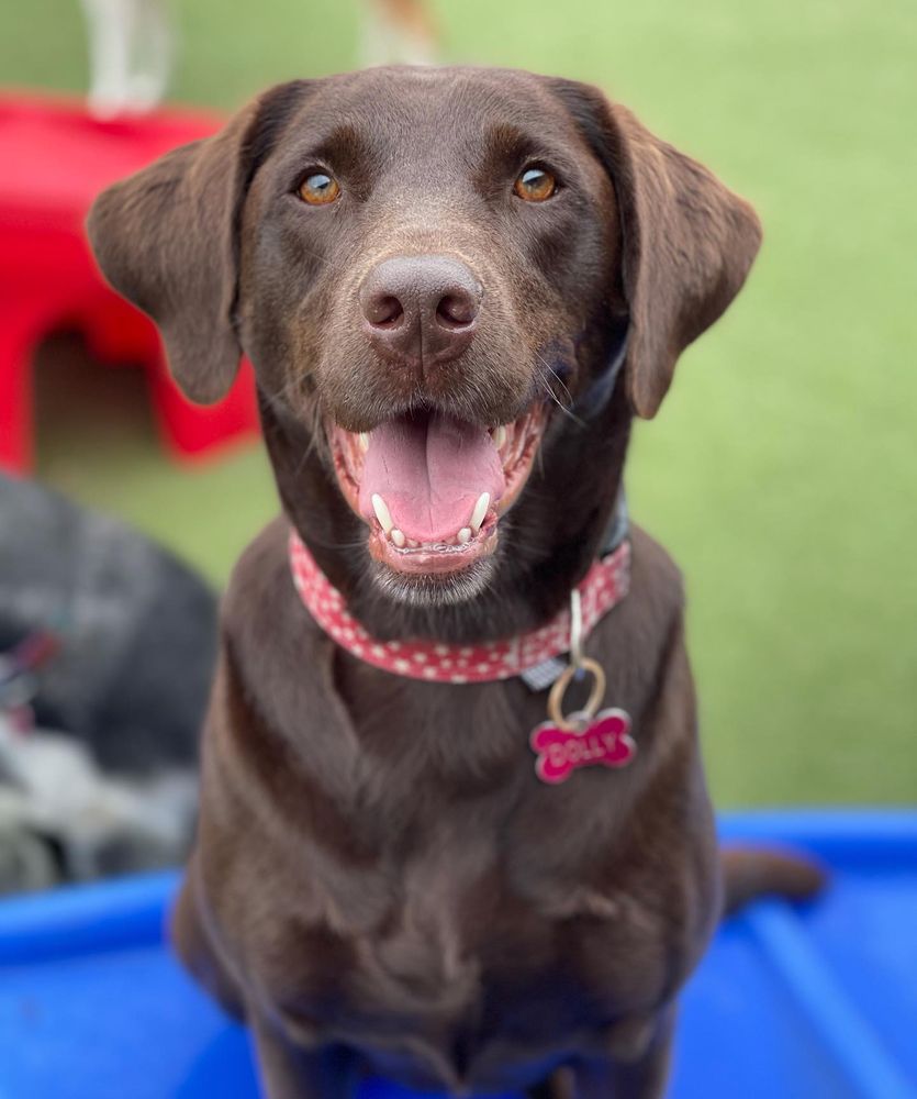 BROWNDOG LODGE - MEMPHIS - Updated June 2025 - 84 Photos & 25 Reviews ...