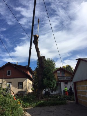 RAINBOW TREECARE - Updated December 2025 - 17 Photos & 35 Reviews ...