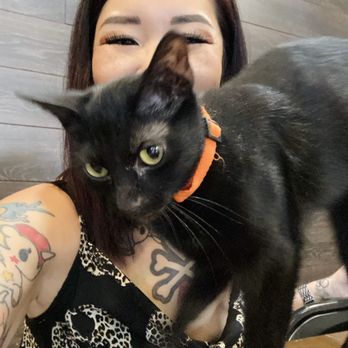 PHX CAT CAFE - Updated December 2024 - 489 Photos & 144 Reviews - 147 E ...