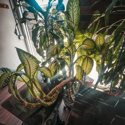 POLONICA RESTAURANT - Updated December 2025 - 200 Photos & 228 Reviews ...