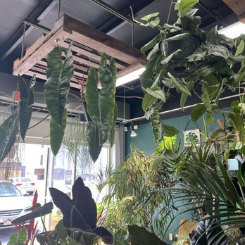 PLANTOEM - Updated June 2025 - 614 Photos & 138 Reviews - 3457 Waialae ...
