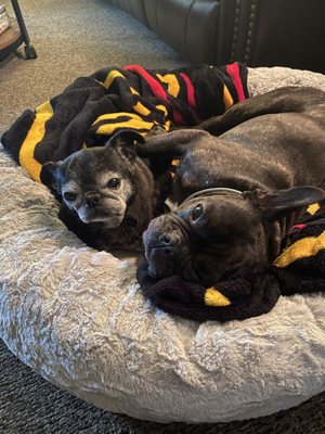 BEEBE HUMANE SOCIETY - Updated December 2025 - 22 Photos - 707 Highway ...