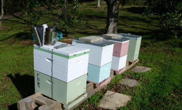 MCKEE’S BEES HONEY BEE REMOVAL - Updated November 2025 - Request a ...