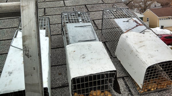 COWLEYS PEST SERVICES - Updated December 2025 - 95 Photos & 31 Reviews ...