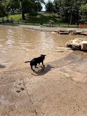 JOHNNY STEELE DOG PARK - Updated October 2025 - 178 Photos & 134 ...