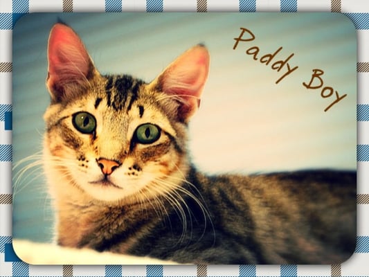 CHICO CAT COALITION - Updated July 2025 - 11 Photos - Chico, California ...