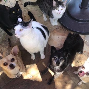 LEE ANIMAL HOSPITAL - Updated March 2025 - 74 Photos & 86 Reviews ...