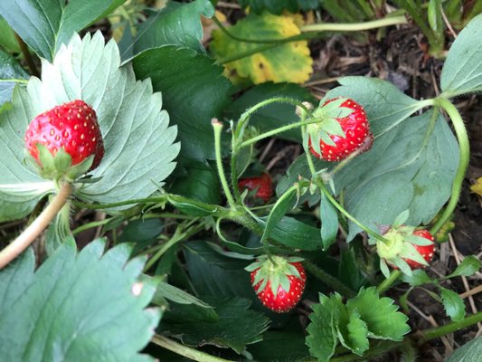 STOKES BERRY FARM - Updated October 2025 - 15 Photos - 2822 Center Rd ...