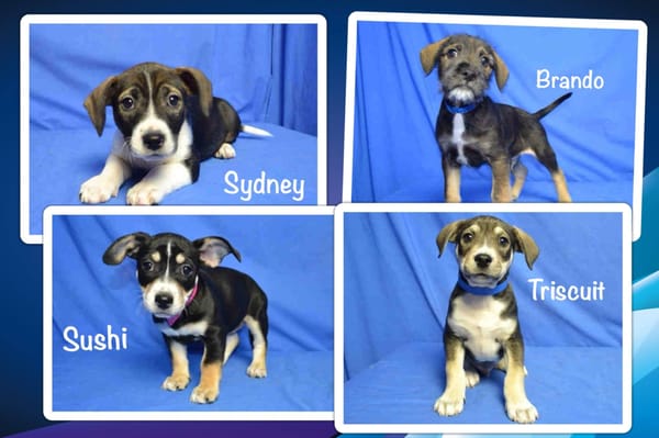 APA - BRENTWOOD - Updated June 2025 - 29 Photos & 41 Reviews - 1705 S ...