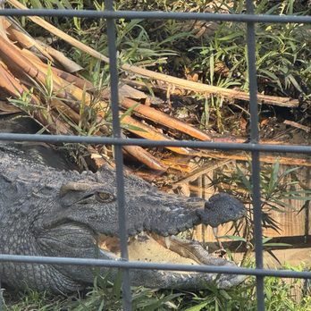 CROC ENCOUNTERS - Updated August 2025 - 297 Photos & 151 Reviews - 8703 ...