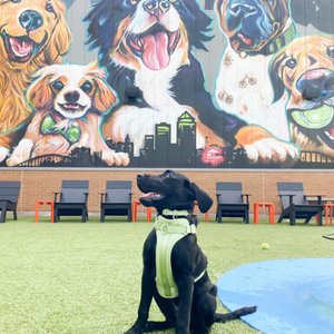 PAWS & PINTS - 106 Photos & 43 Reviews - 6218 Willowmere Dr, Des Moines ...