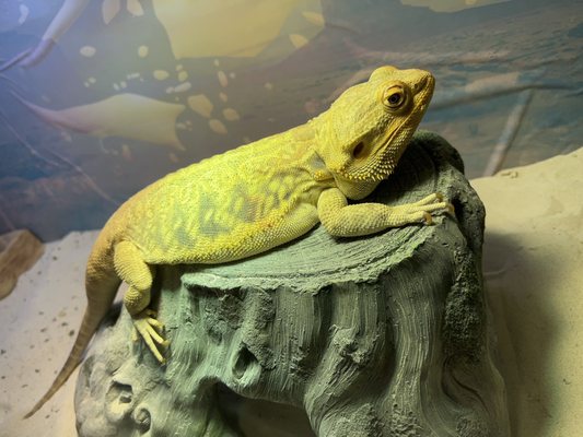 SERRANO ANIMAL & BIRD HOSPITAL - Updated March 2025 - 24 Photos & 132 ...