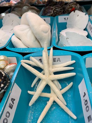 CALIFORNIA SEASHELL COMPANY - 75 Photos & 82 Reviews - 125 Main St ...