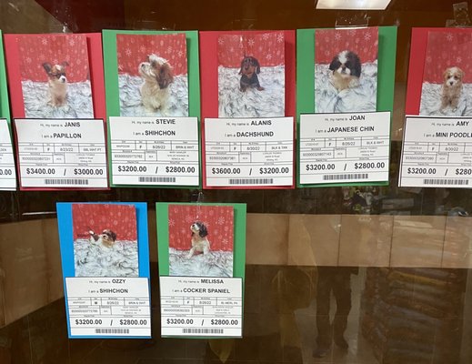 ALL PETS CLUB - Updated July 2025 - 19 Photos & 25 Reviews - 405 Queen ...