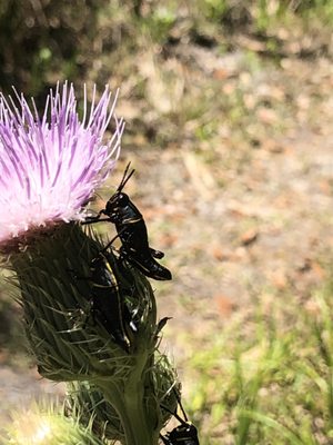 Ave Maria, FL Map & Directions - MapQuest