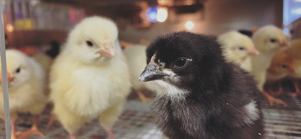 IFA COUNTRY STORE - SALINA - Updated January 2025 - 30 Photos - 412 ...